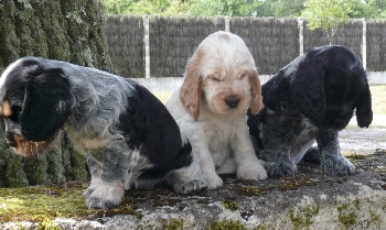 Accueil - Elevage de Lambredane - eleveur de chiens Cocker Spaniel ...